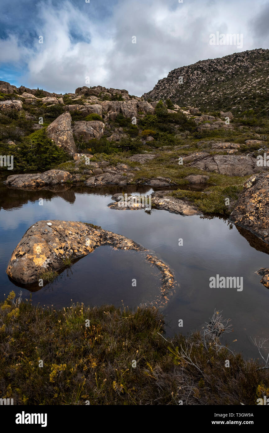 Alpine vegetation tasmania hi-res stock photography and images - Alamy