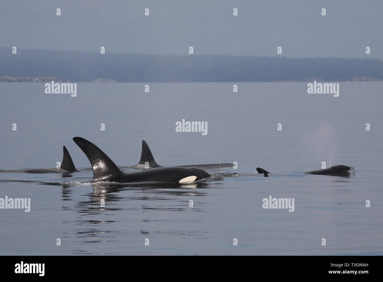 Schwertwal - Orca / Killer whale / Orcinus orca Stock Photo - Alamy