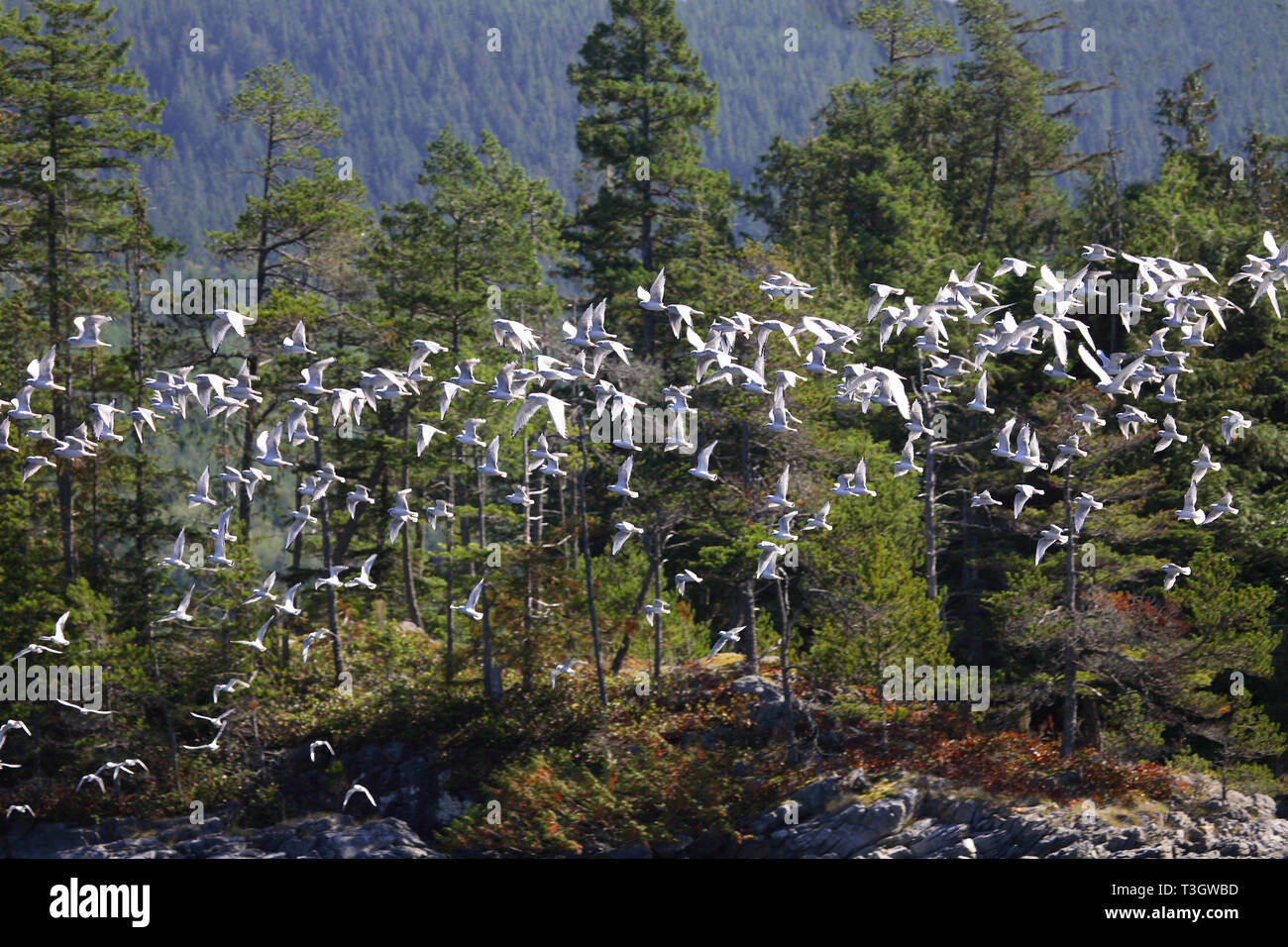 Seeschwalben hi-res stock photography and images - Alamy