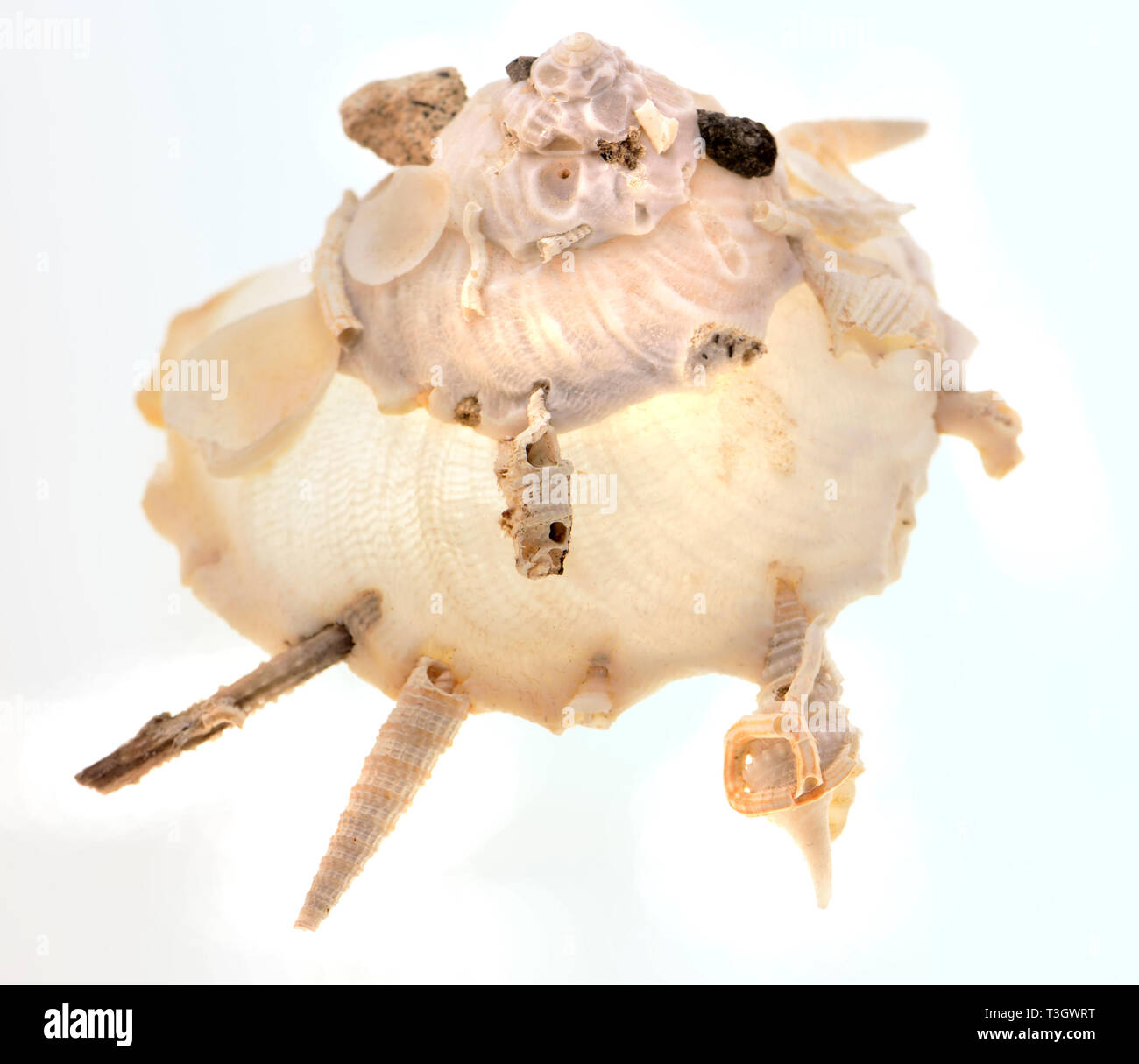 Pallid Carrier shell (Xenophora pallidula) Shell which collects other ...