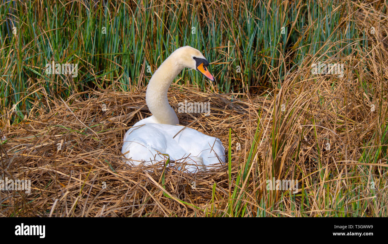 Large white mute swan on nest in reed bed Stock Photo - Alamy