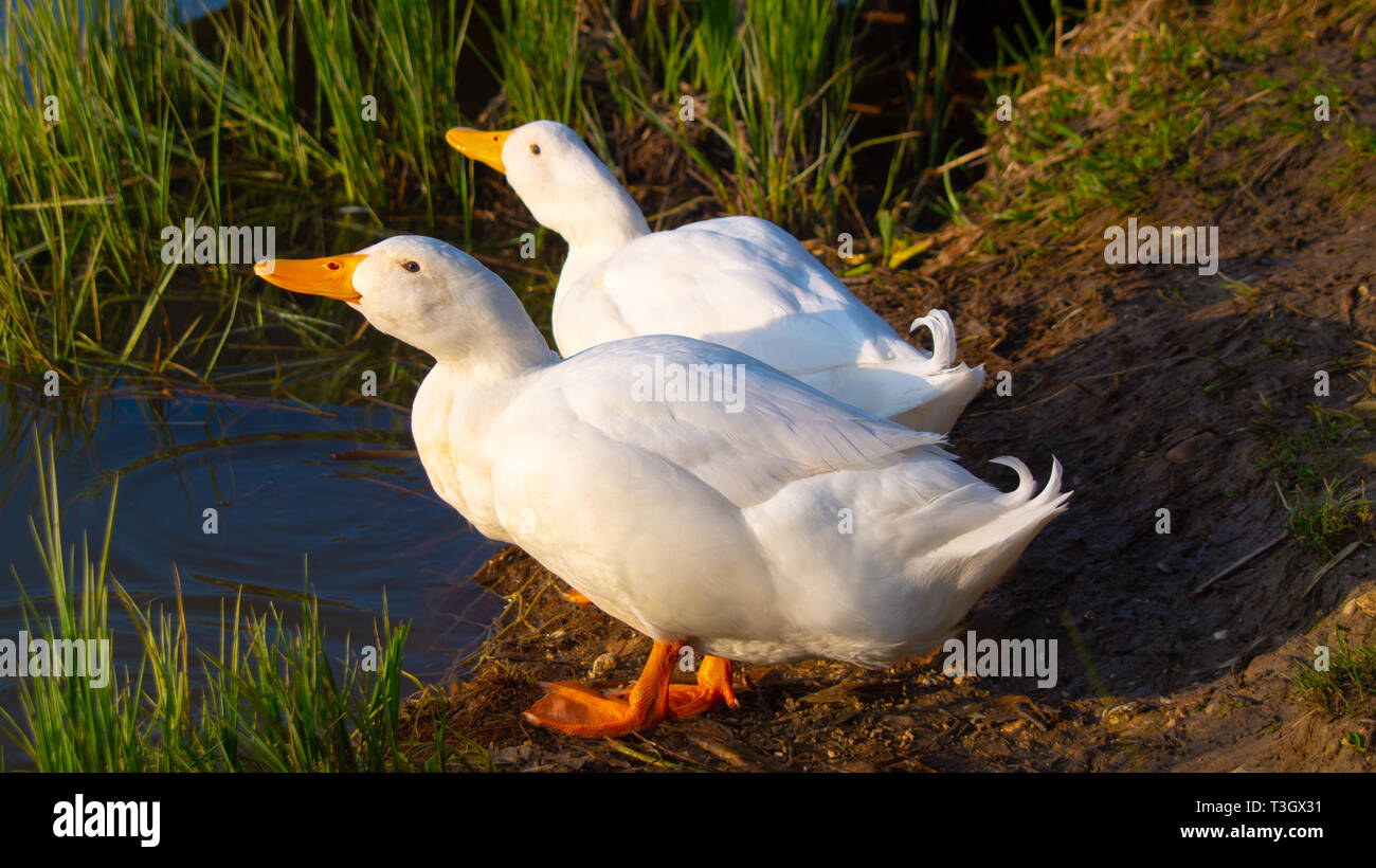 Large White Heavy, Pekin, Peking Aylesbury Duck on side Pond showing ...