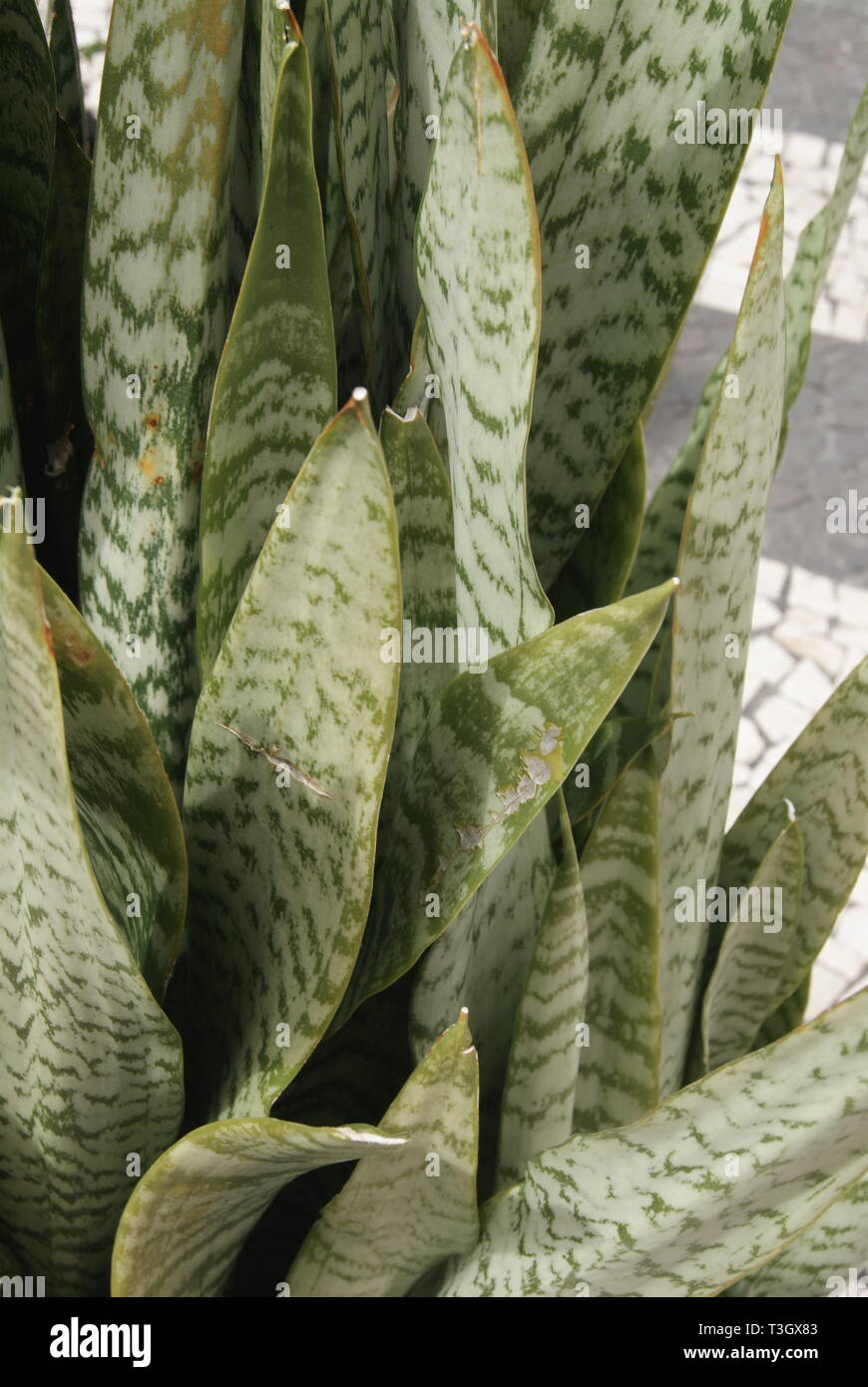 Vegetation vert High Resolution Stock Photography and Images - Alamy