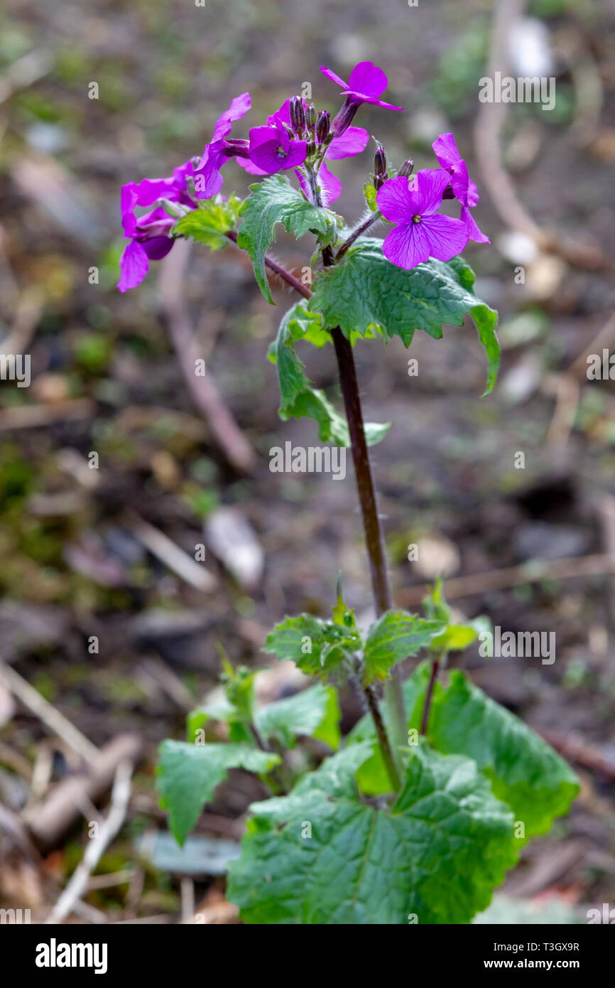 Caryophyllaceae High Resolution Stock Photography and Images - Alamy