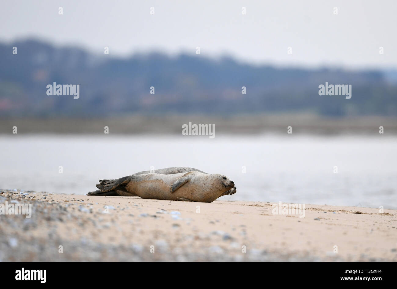 Common seals at Blakeney Point on the Norfolk coast, which is home to ...
