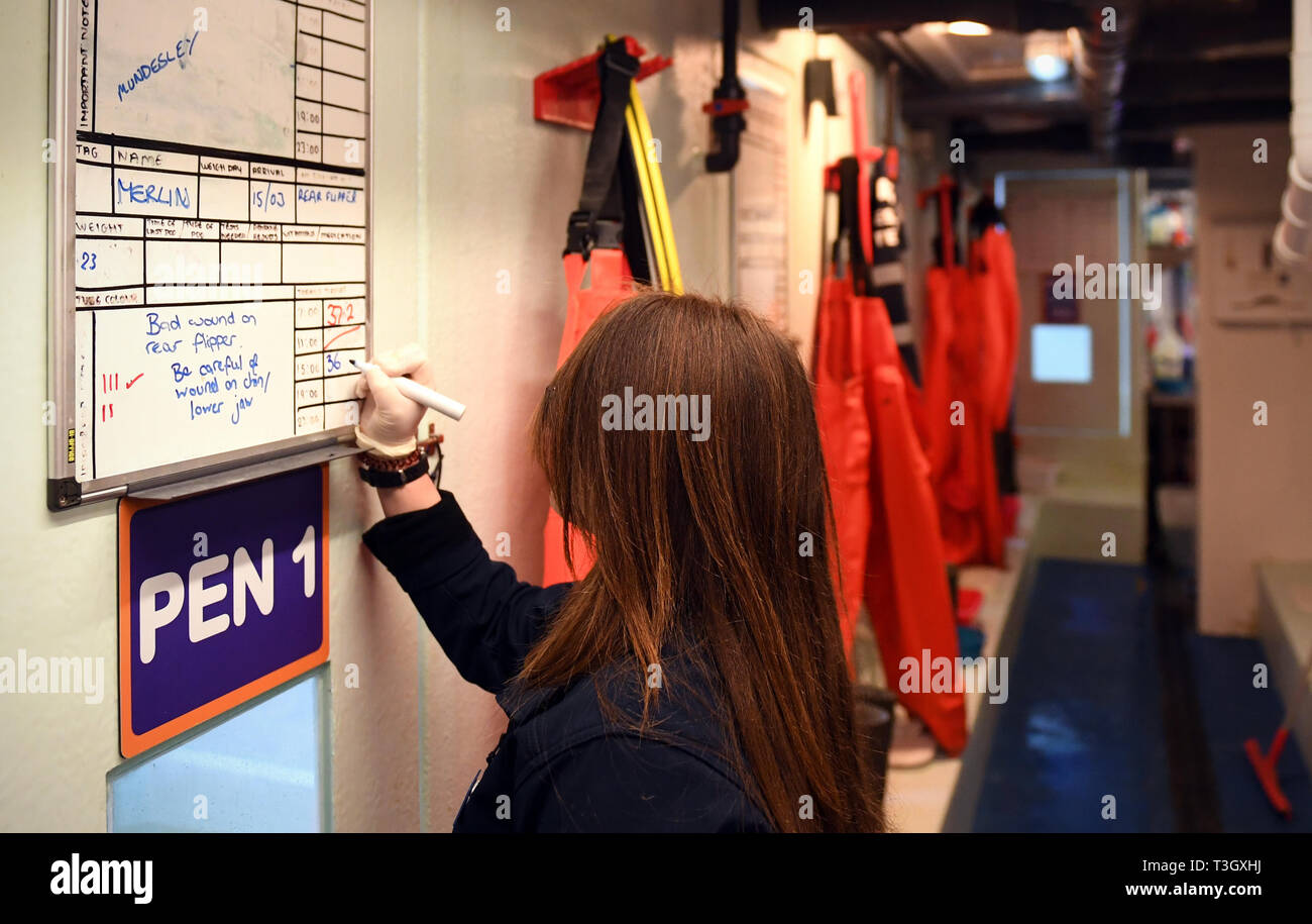 Aquarist Cody Townsend updates a seal medical chart in the seal ...