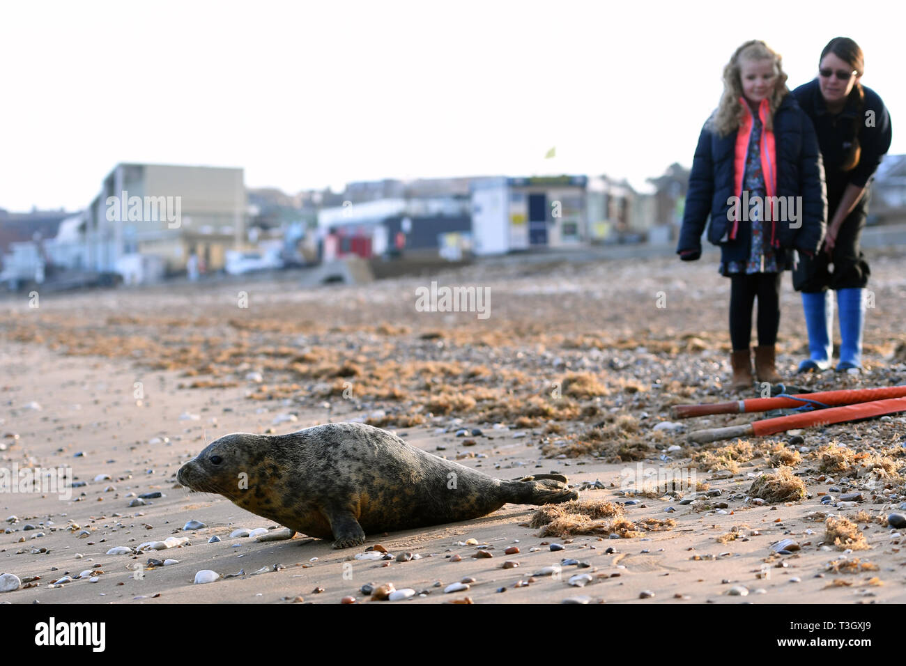 Gnasher, a four month-old grey seal pup, is released back into the wild ...