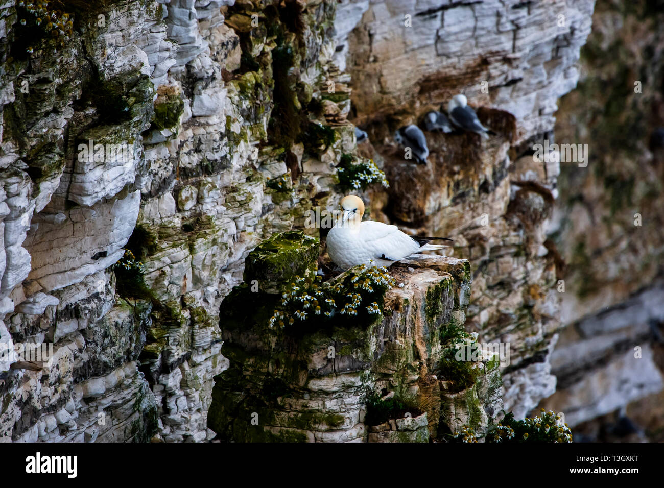 Cliff nesting hi-res stock photography and images - Alamy