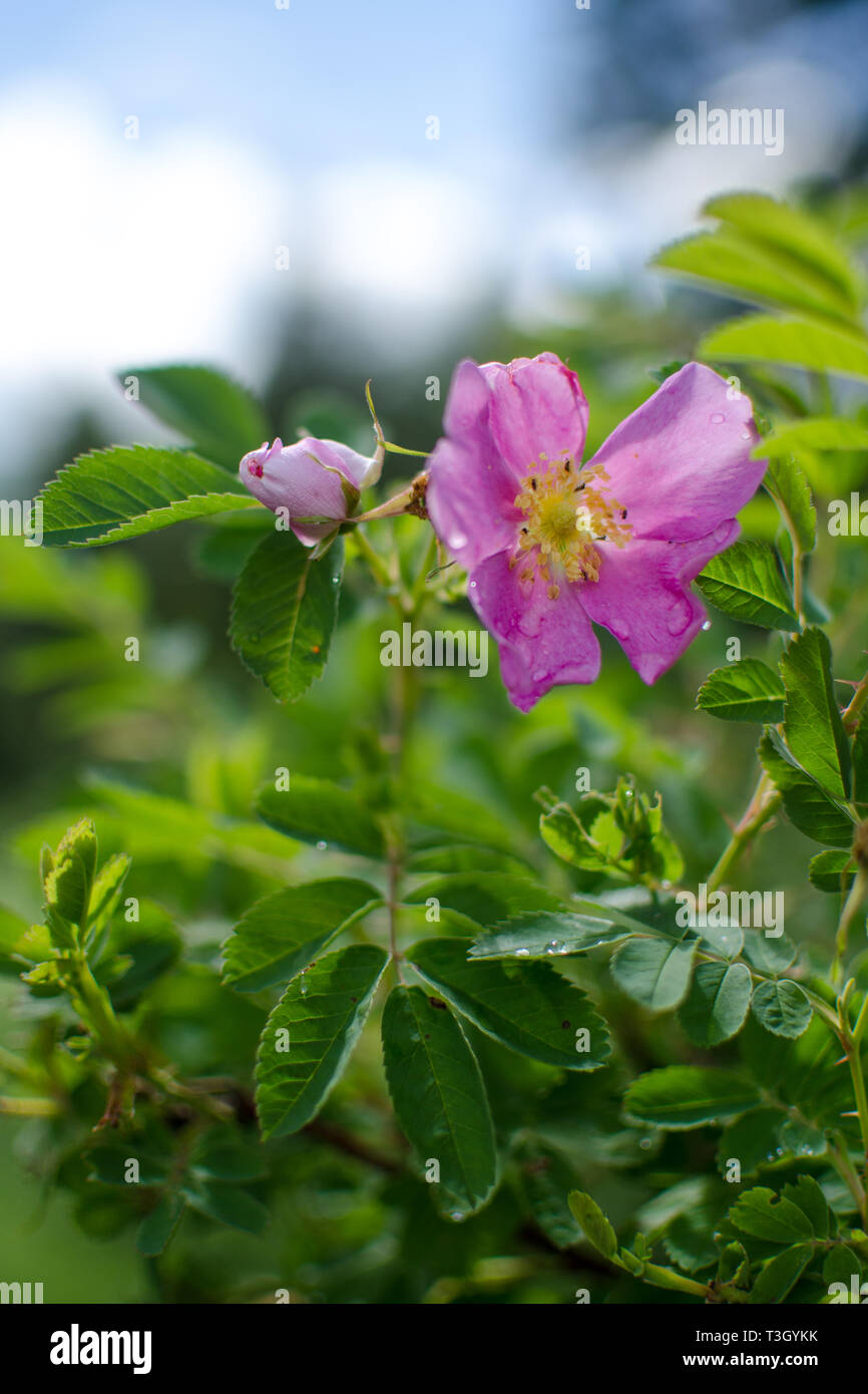 Manitoba wild rose hi-res stock photography and images - Alamy