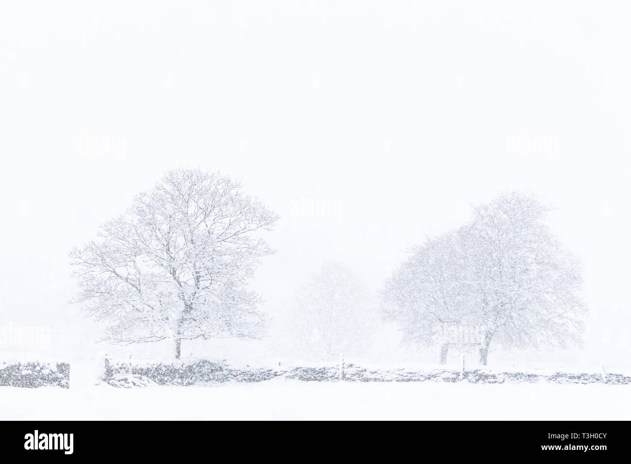 View green field forest Cut Out Stock Images & Pictures - Alamy