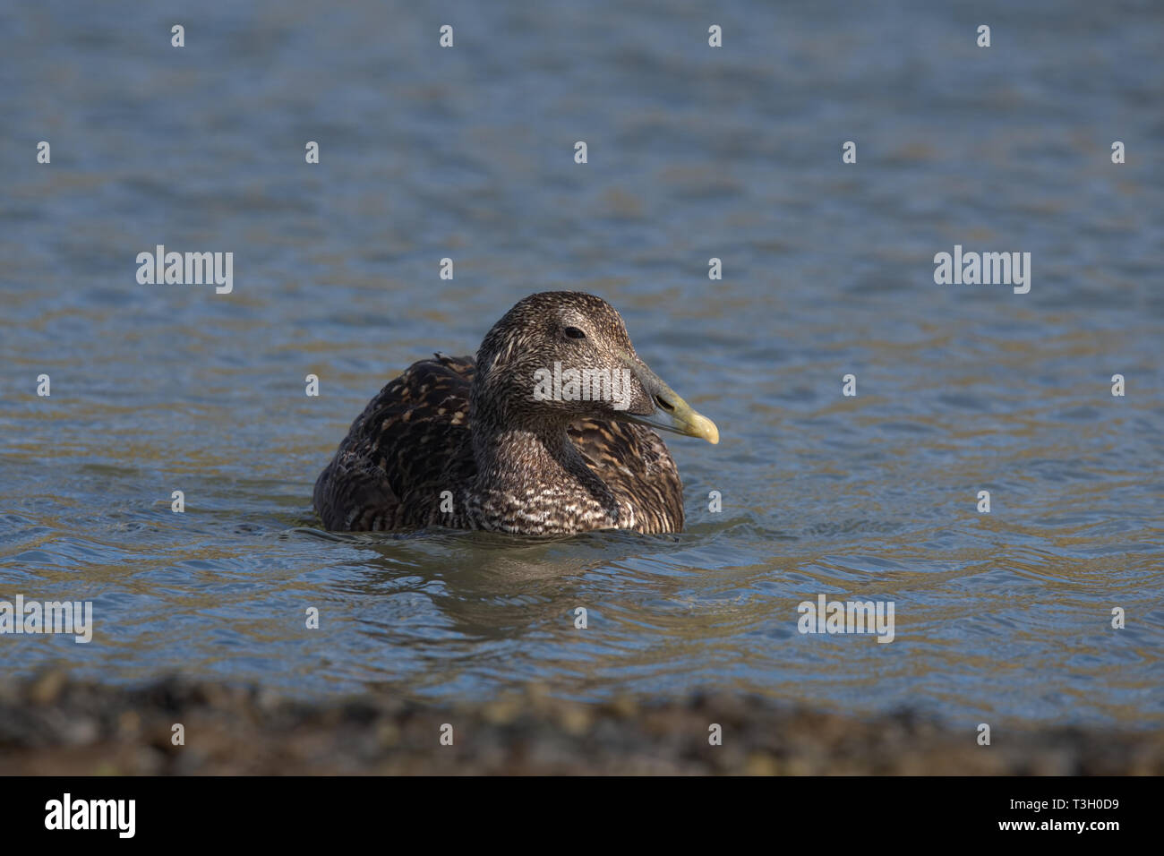 Downy duck hi-res stock photography and images - Alamy