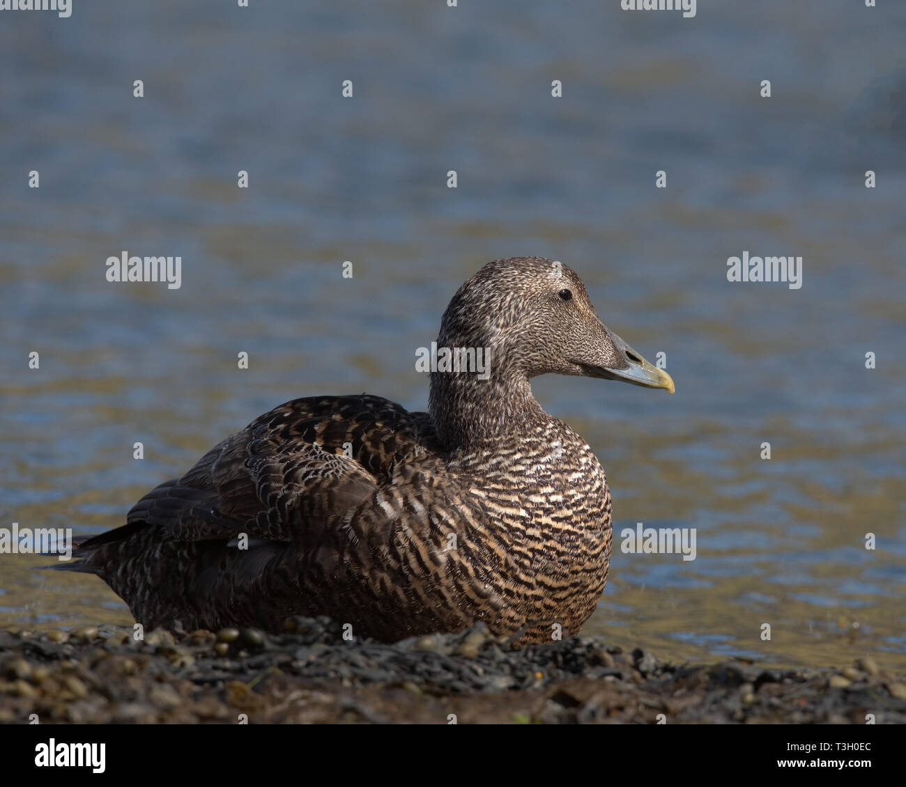 Downy duck hi-res stock photography and images - Alamy