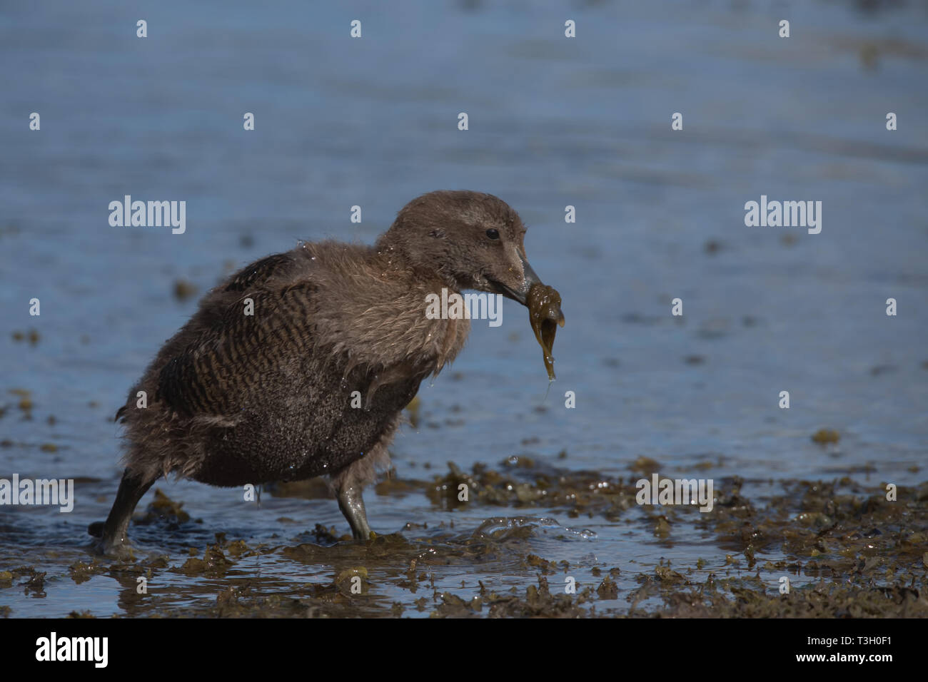 Eider chick hi-res stock photography and images - Alamy
