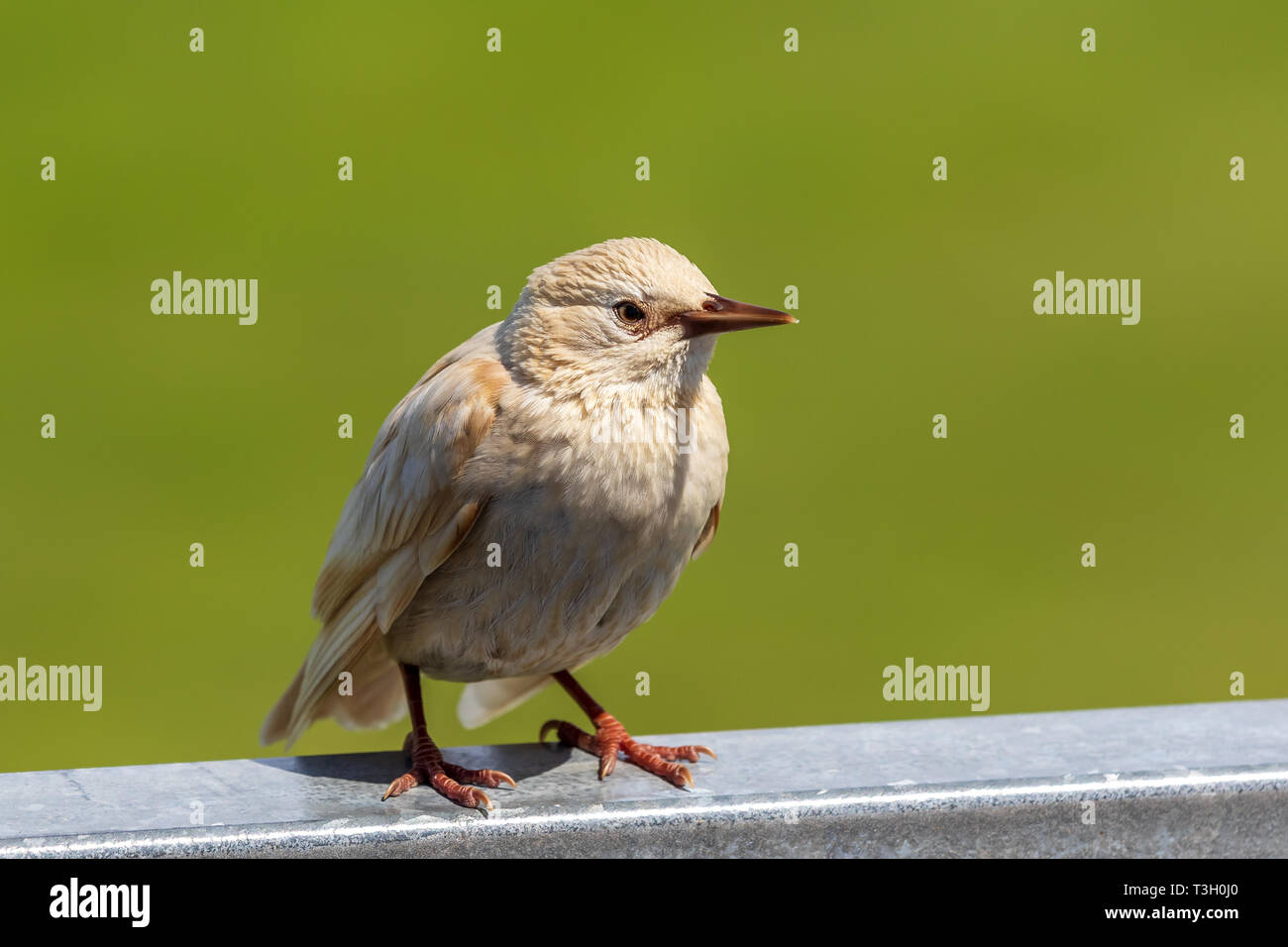White starling hi-res stock photography and images - Alamy