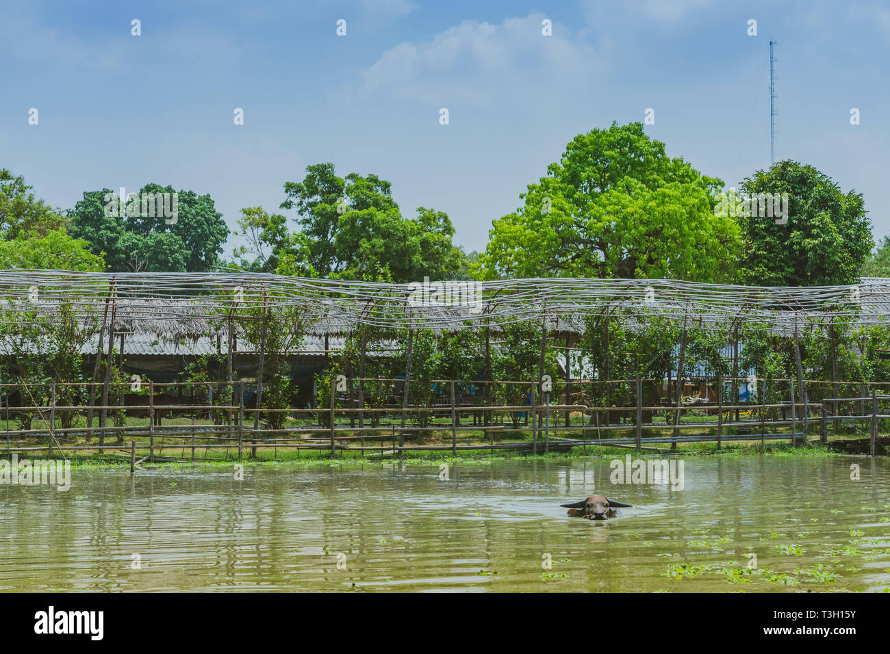Buffalo swimming in the swamp at Thai Buffalo Conservation Village in ...