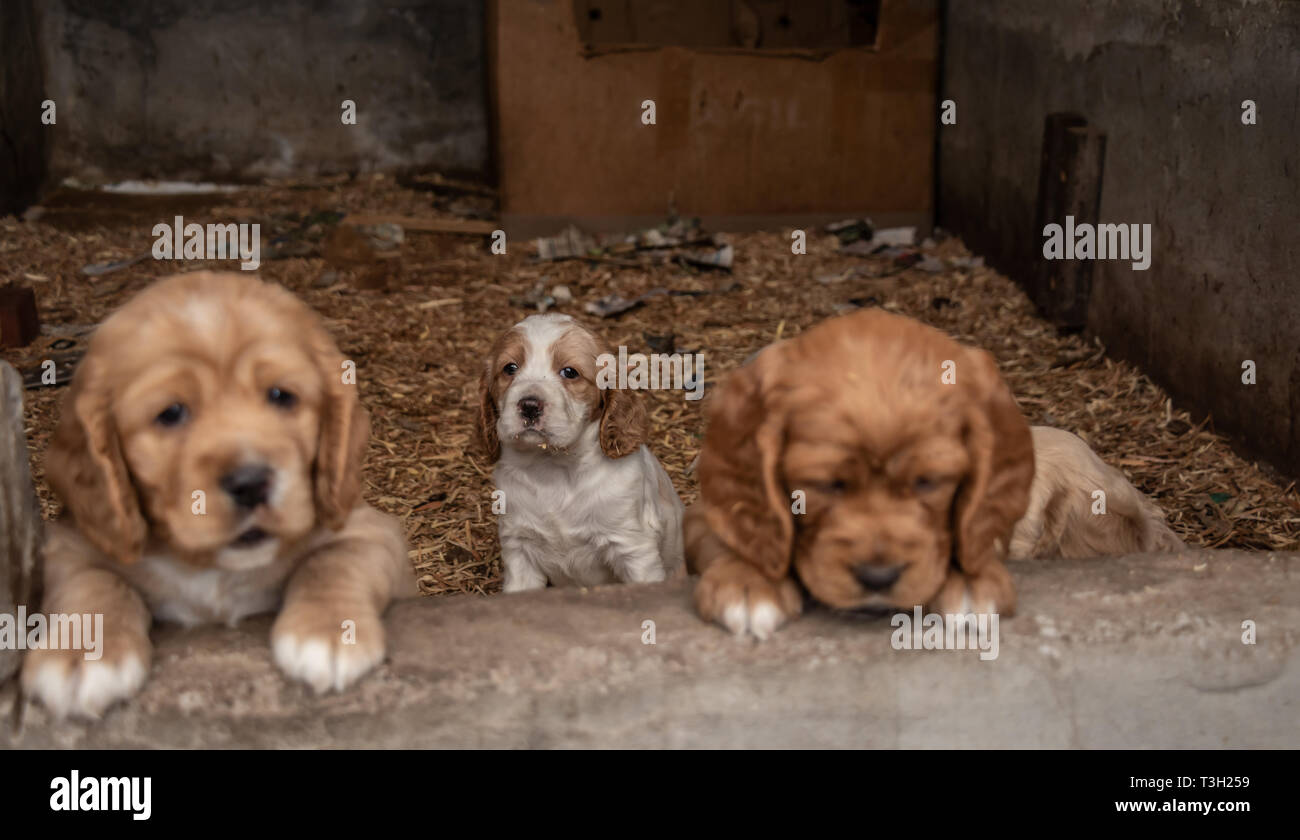 Absolutely beautiful Cocker spaniel puppies of about three weeks old ...