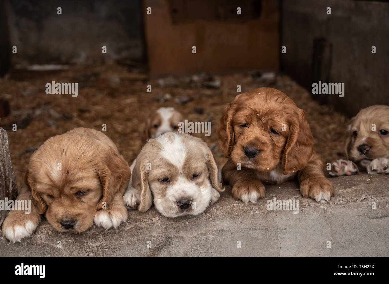 Absolutely beautiful Cocker spaniel puppies of about three weeks old ...