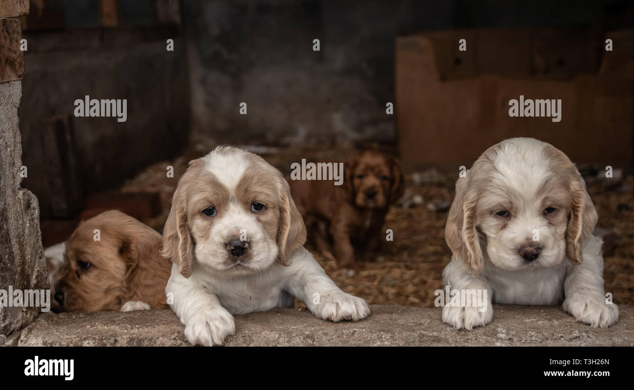 Absolutely beautiful Cocker spaniel puppies of about three weeks old ...