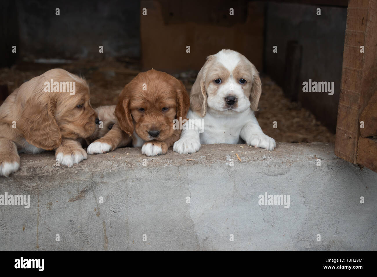 Absolutely beautiful Cocker spaniel puppies of about three weeks old ...