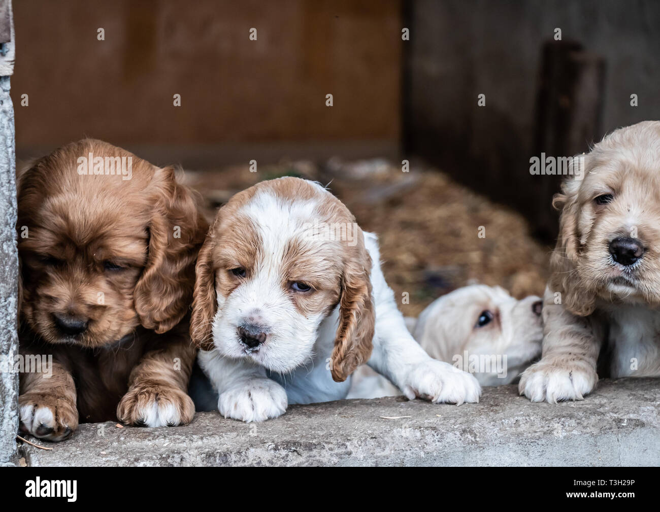 Absolutely beautiful Cocker spaniel puppies of about three weeks old ...