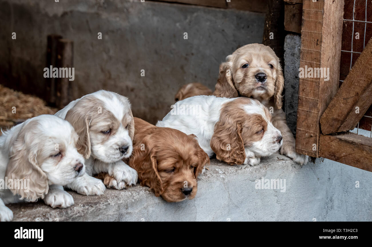 Absolutely beautiful Cocker spaniel puppies of about three weeks old ...