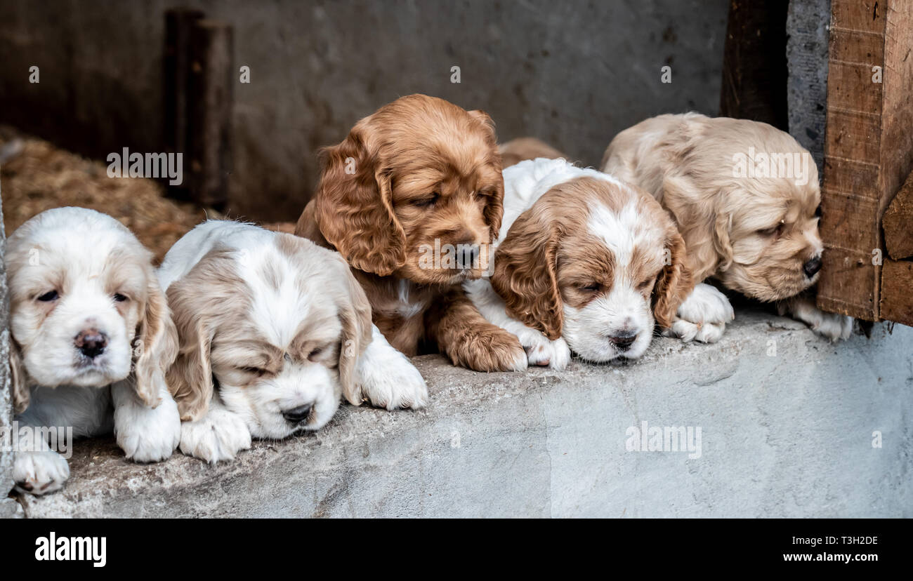 Absolutely beautiful Cocker spaniel puppies of about three weeks old ...