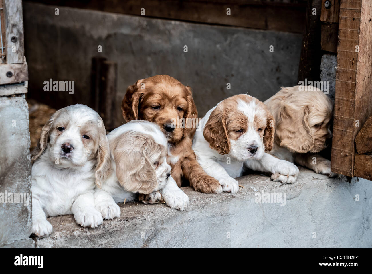 Absolutely beautiful Cocker spaniel puppies of about three weeks old ...