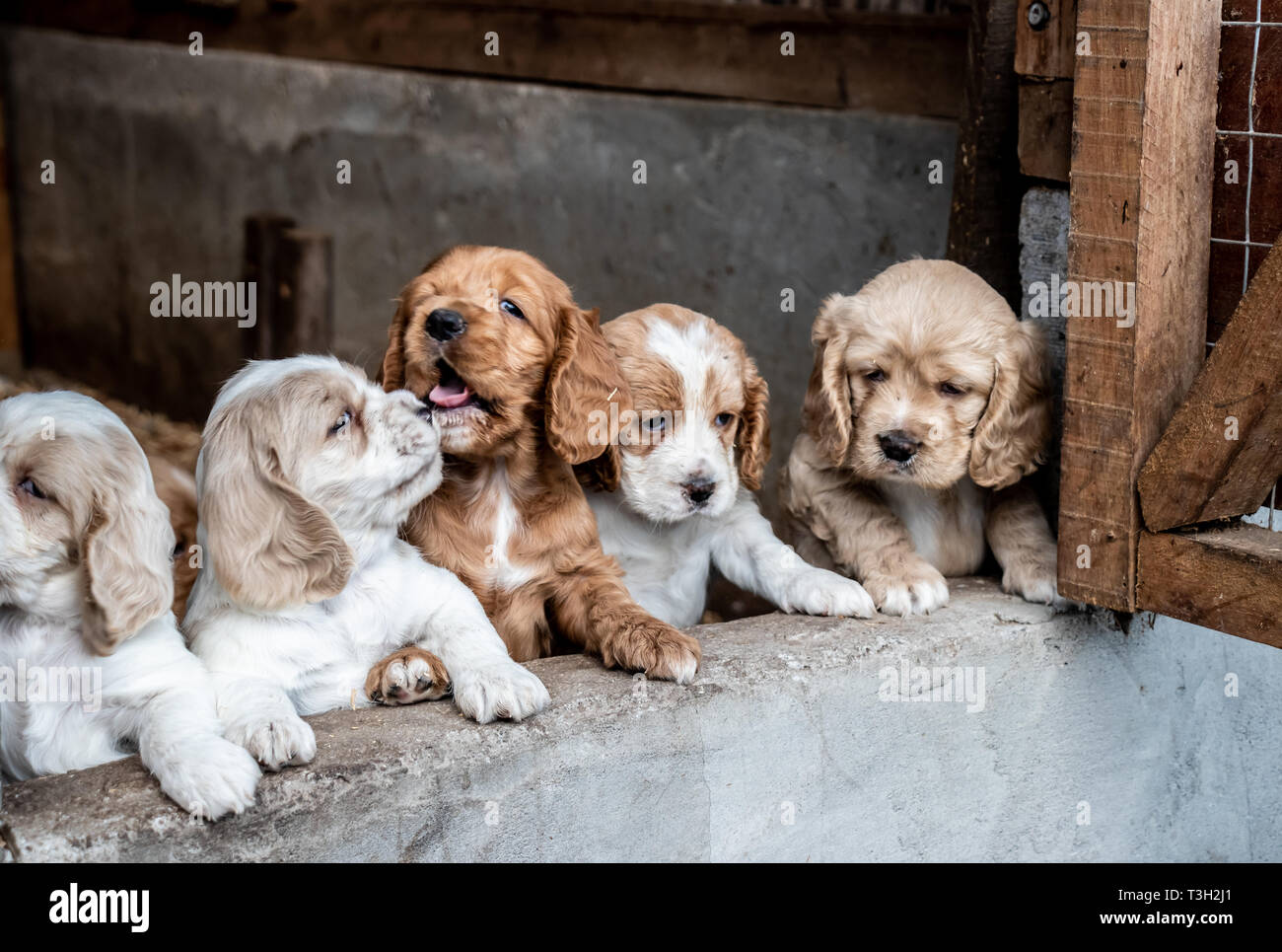 Absolutely beautiful Cocker spaniel puppies of about three weeks old ...