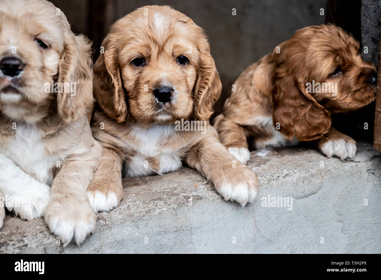 Absolutely beautiful Cocker spaniel puppies of about three weeks old ...