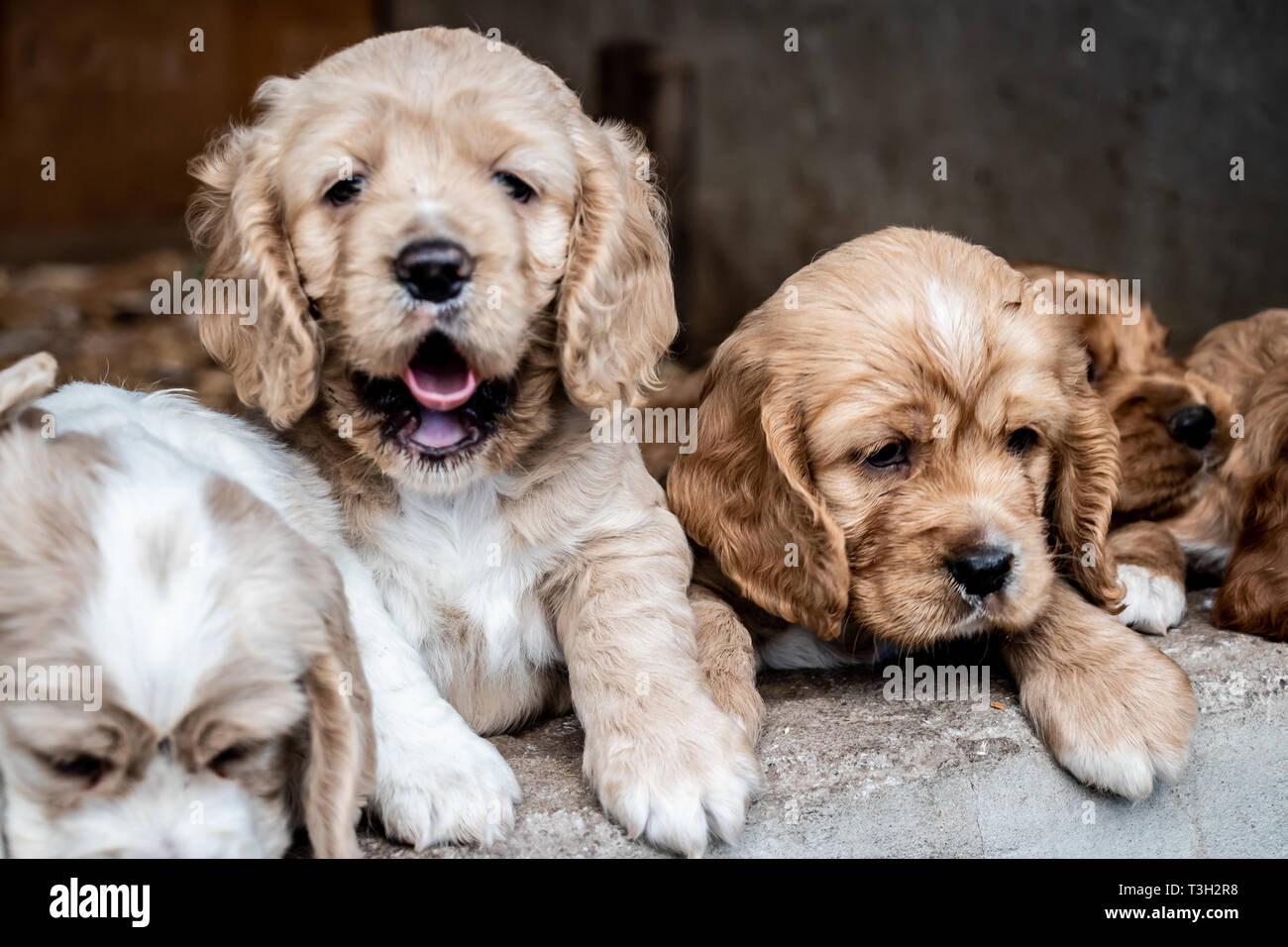 Absolutely beautiful Cocker spaniel puppies of about three weeks old ...