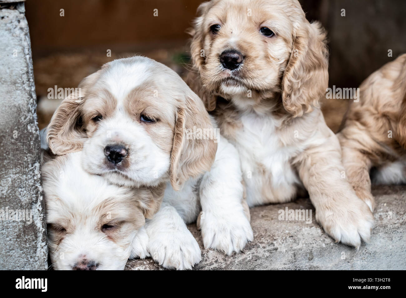 Cocker spaniel puppies hi-res stock photography and images - Alamy