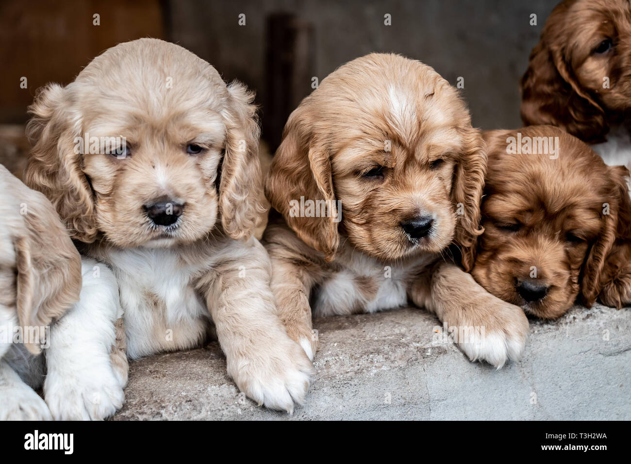 Absolutely beautiful Cocker spaniel puppies of about three weeks old ...
