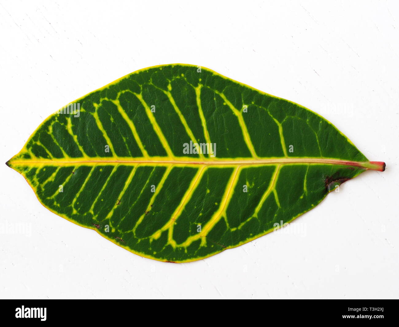 Diffenbahya plant leaf. close-up to the leaf veins and pores. flowerpot ...