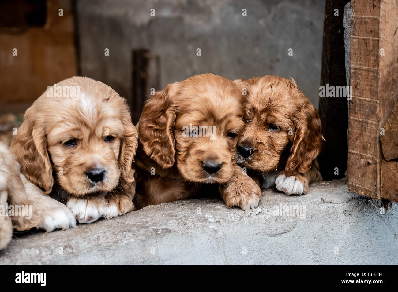 Absolutely beautiful Cocker spaniel puppies of about three weeks old ...