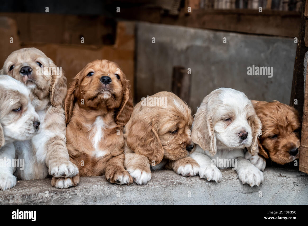 Absolutely beautiful Cocker spaniel puppies of about three weeks old ...