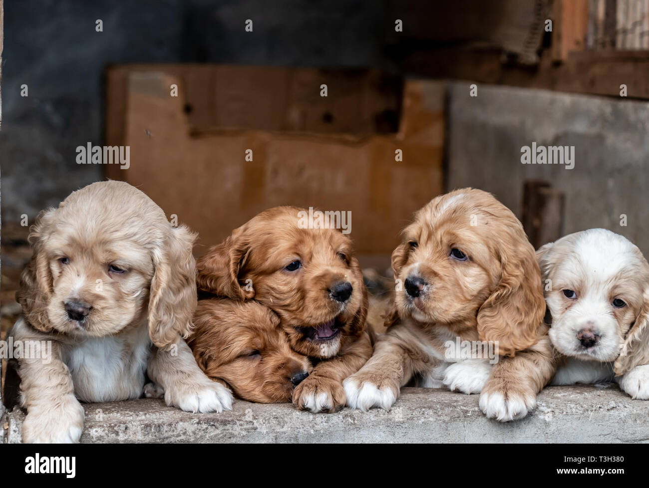 Absolutely beautiful Cocker spaniel puppies of about three weeks old ...
