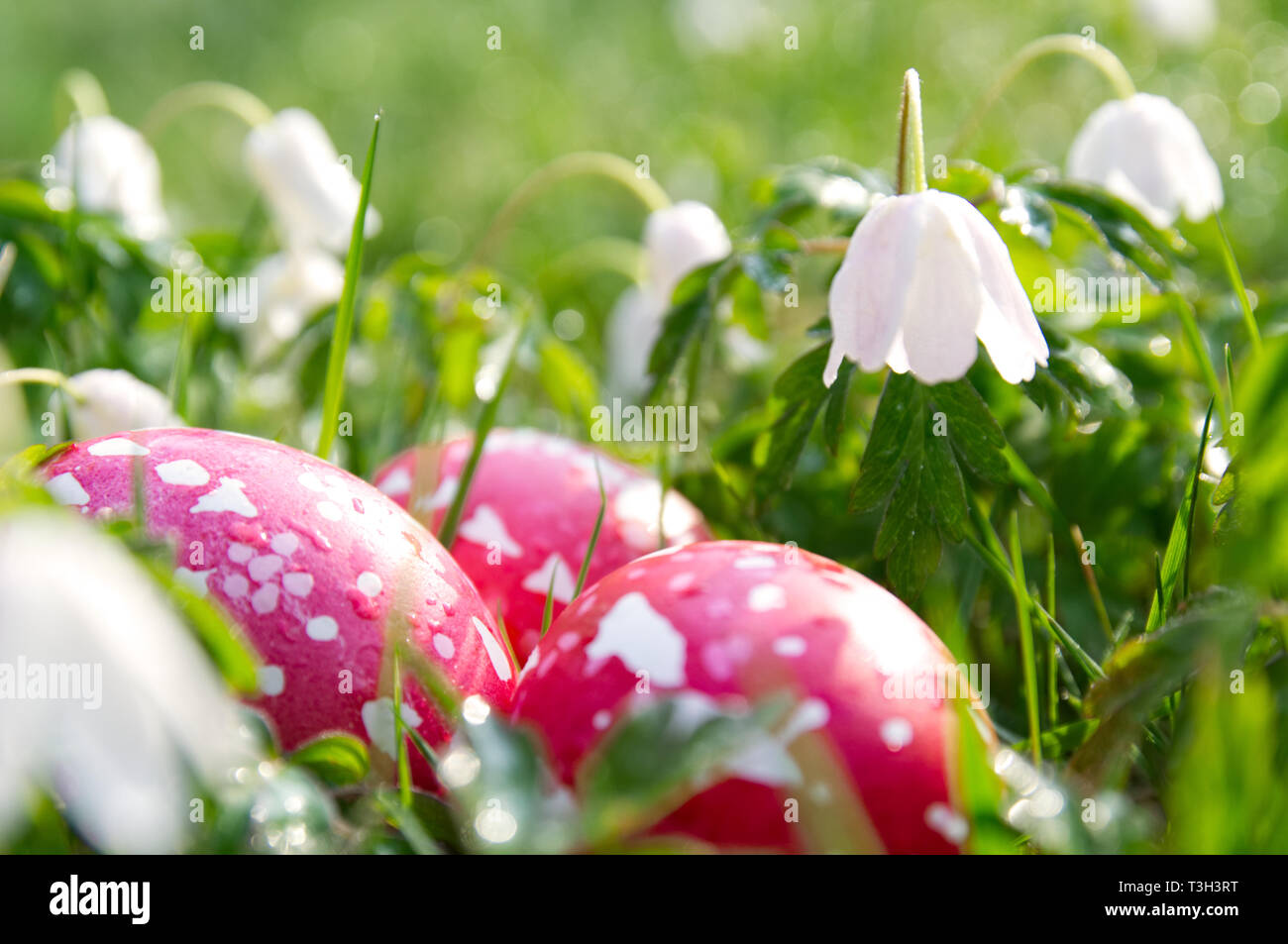 Colorful Easter Eggs in green grass with dew drops in sun light Stock ...