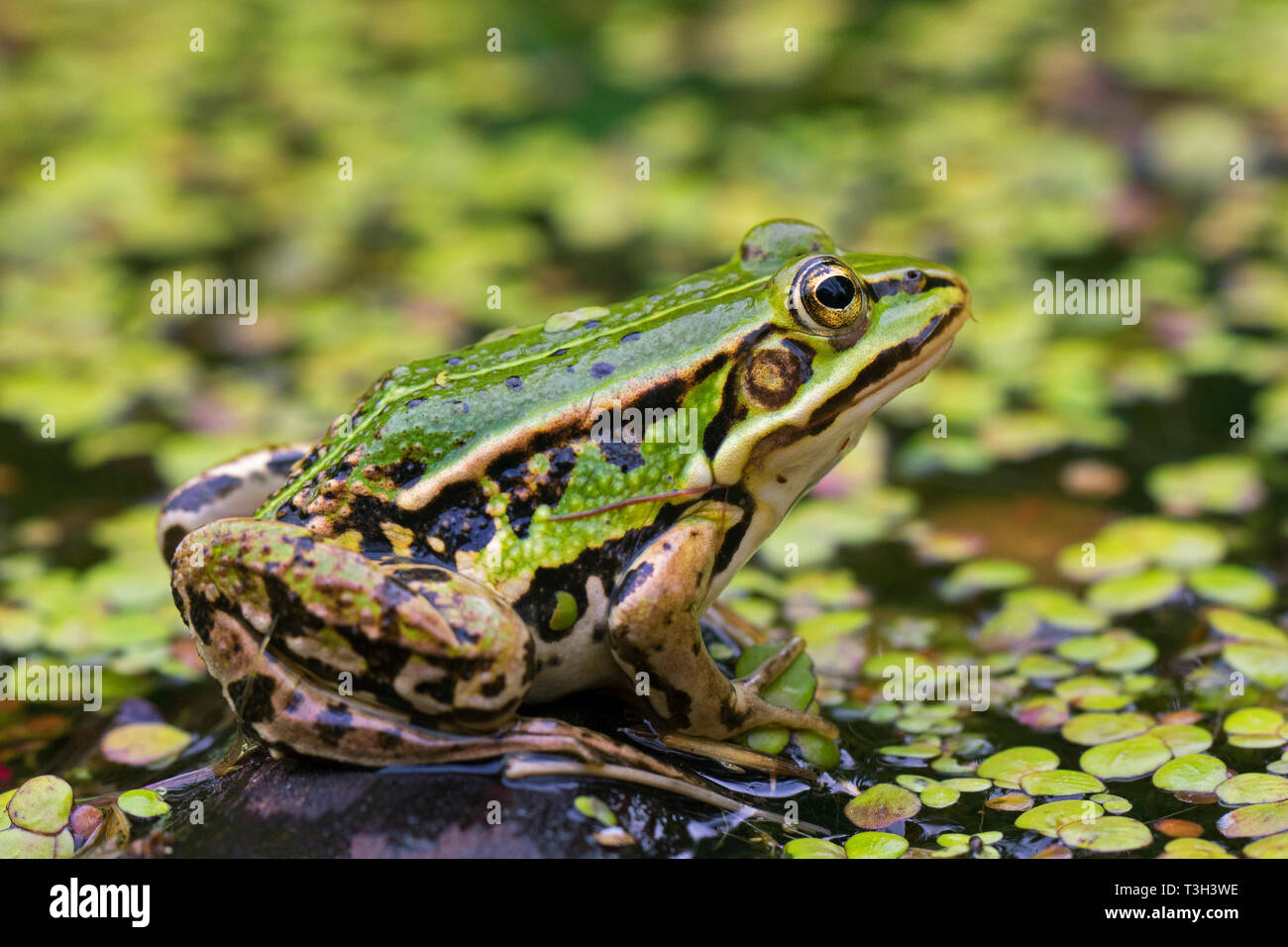 Edible frog / common water frog / green frog (Pelophylax kl. esculentus ...