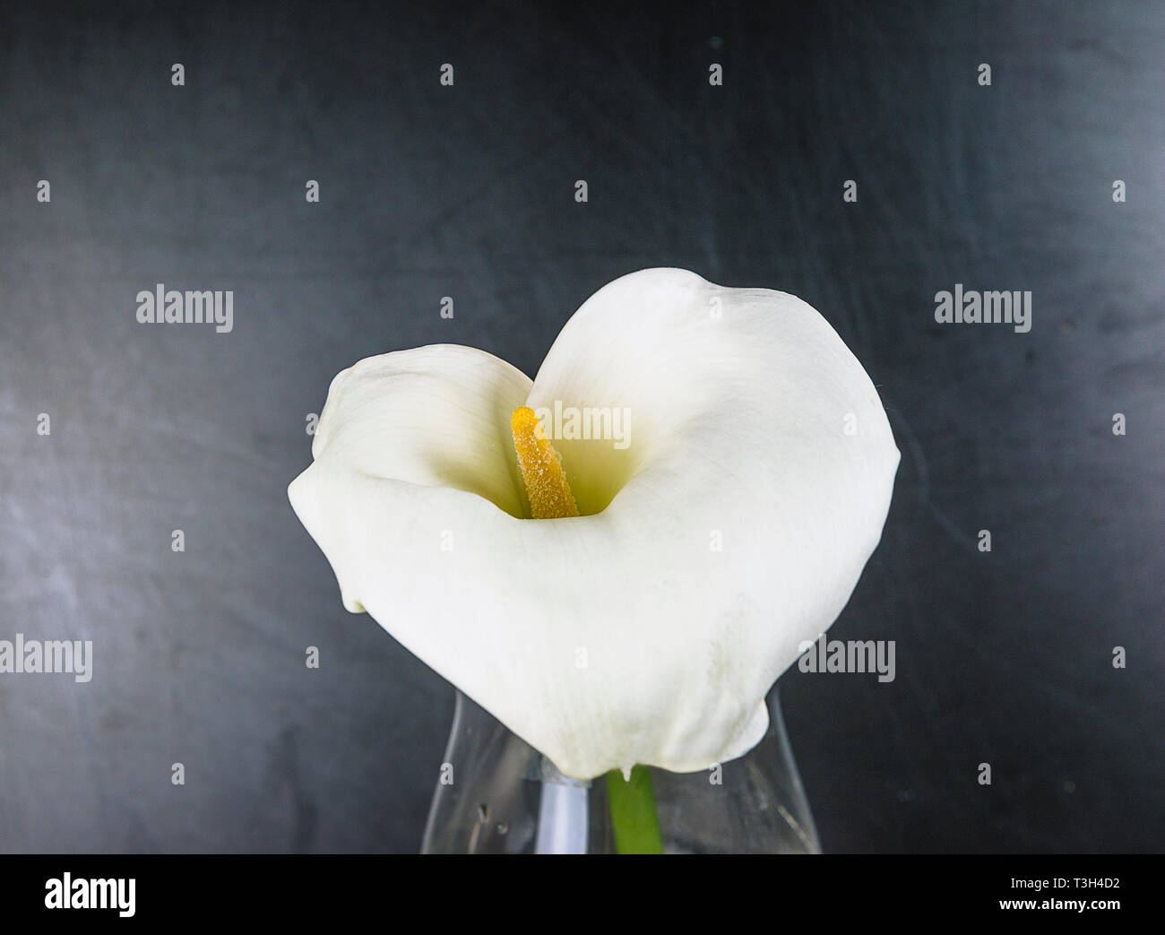 White calla lily flower Stock Photo - Alamy