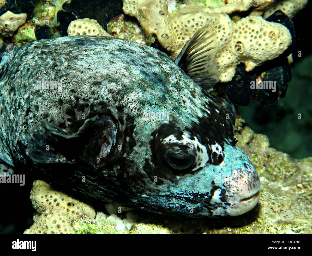 Masked puffer fish in the red sea hi-res stock photography and images ...
