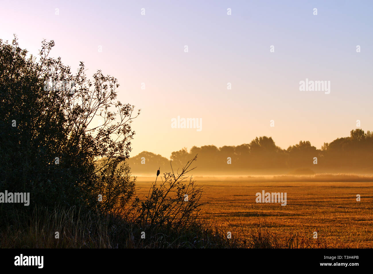 Early golden hour hi-res stock photography and images - Alamy