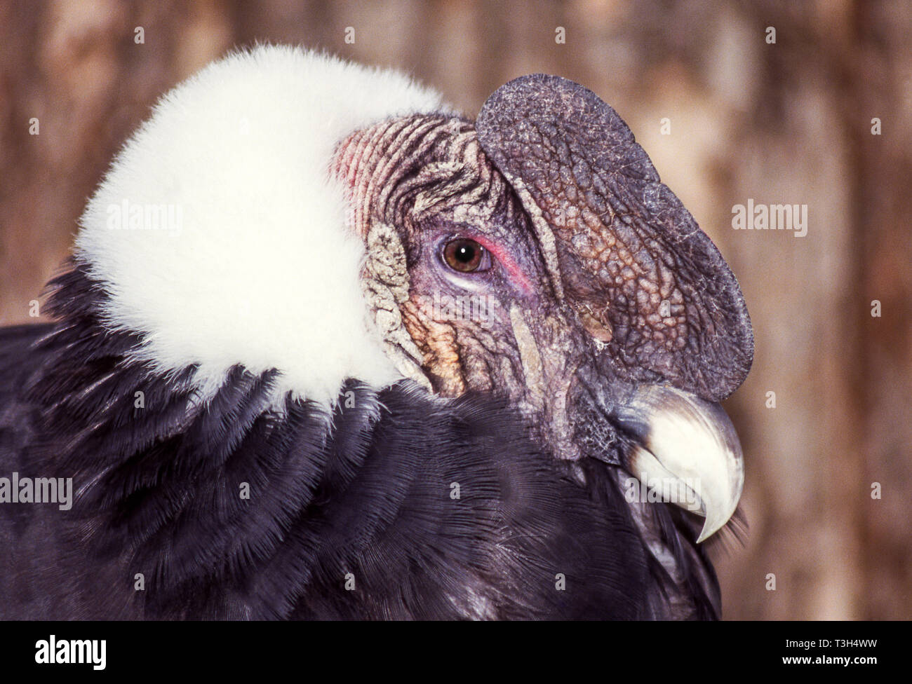Andean Condor (Vultur gryphus).An oldish injured bird in captivity in ...