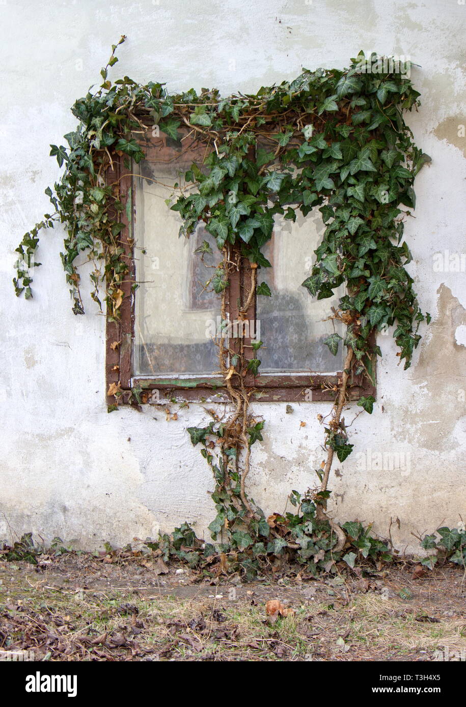 window overgrown by ivy, facade of old house Stock Photo - Alamy