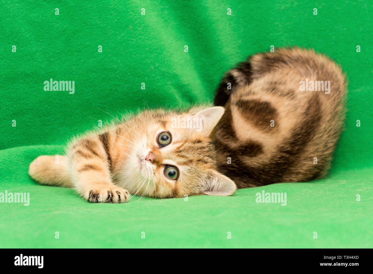 Funny young British cat Golden marble color lies on a green background ...