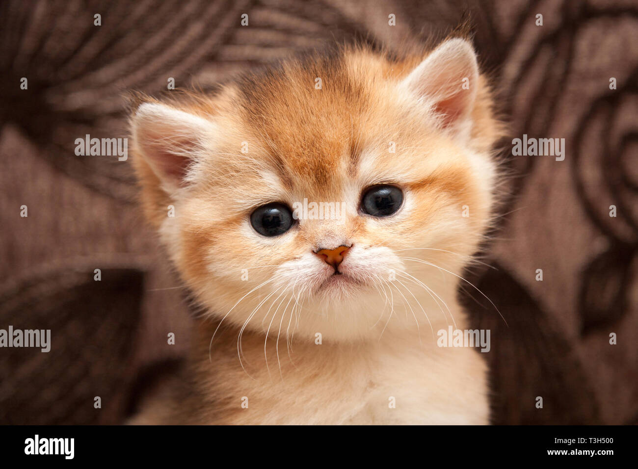 Ginger british shorthair cat hi-res stock photography and images - Alamy