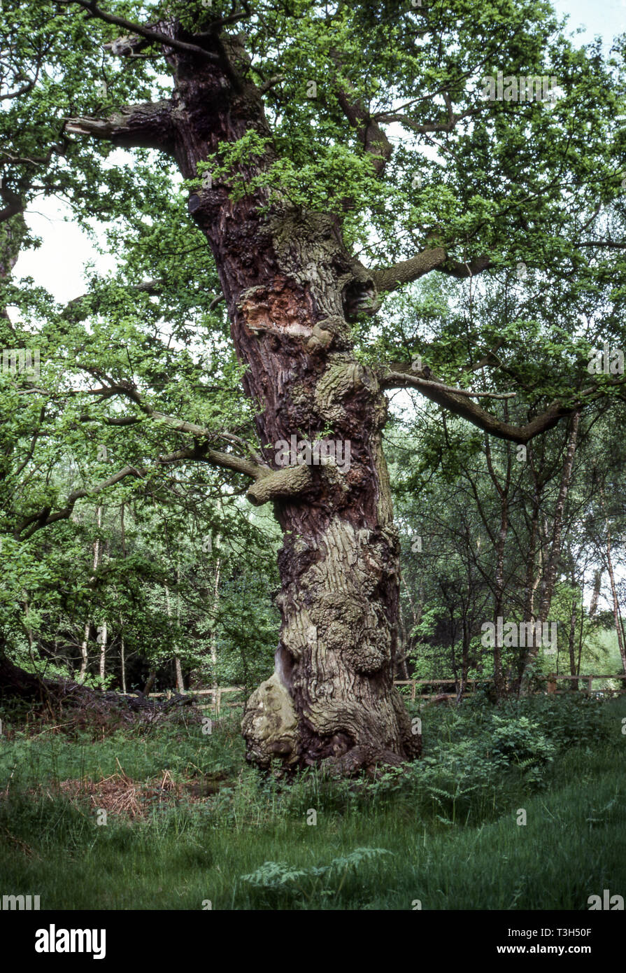 Major oak tree sherwood forest hi-res stock photography and images - Alamy
