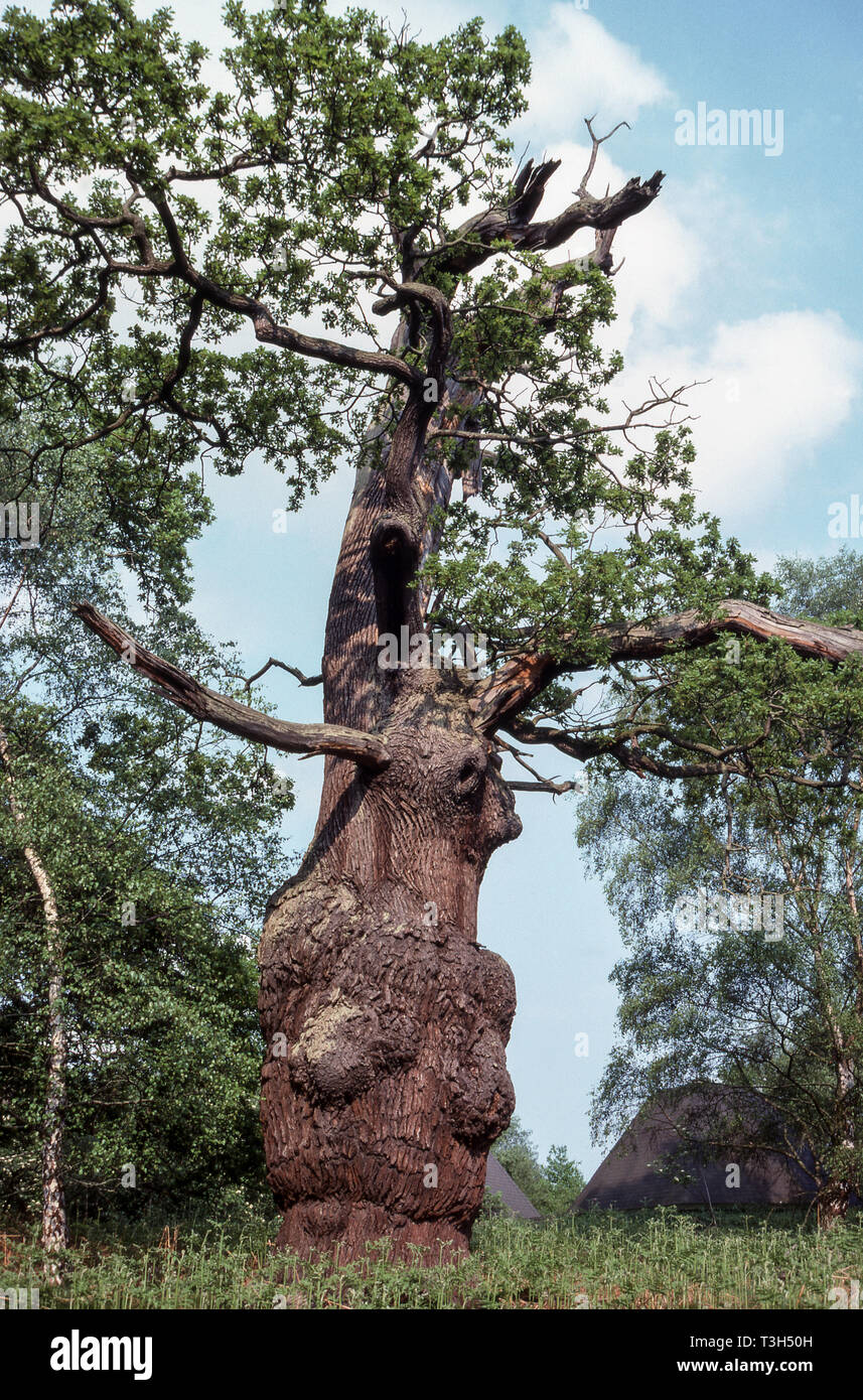 Very old English oak tree (Quercus robur) in Sherwood Forest ...