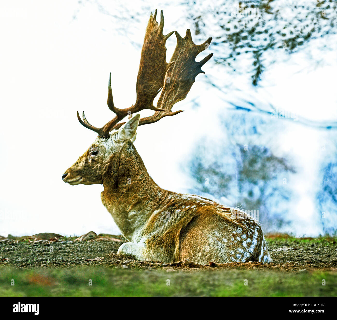 Fallow Deer (Cervus dama).An old male in a country park in southeast ...