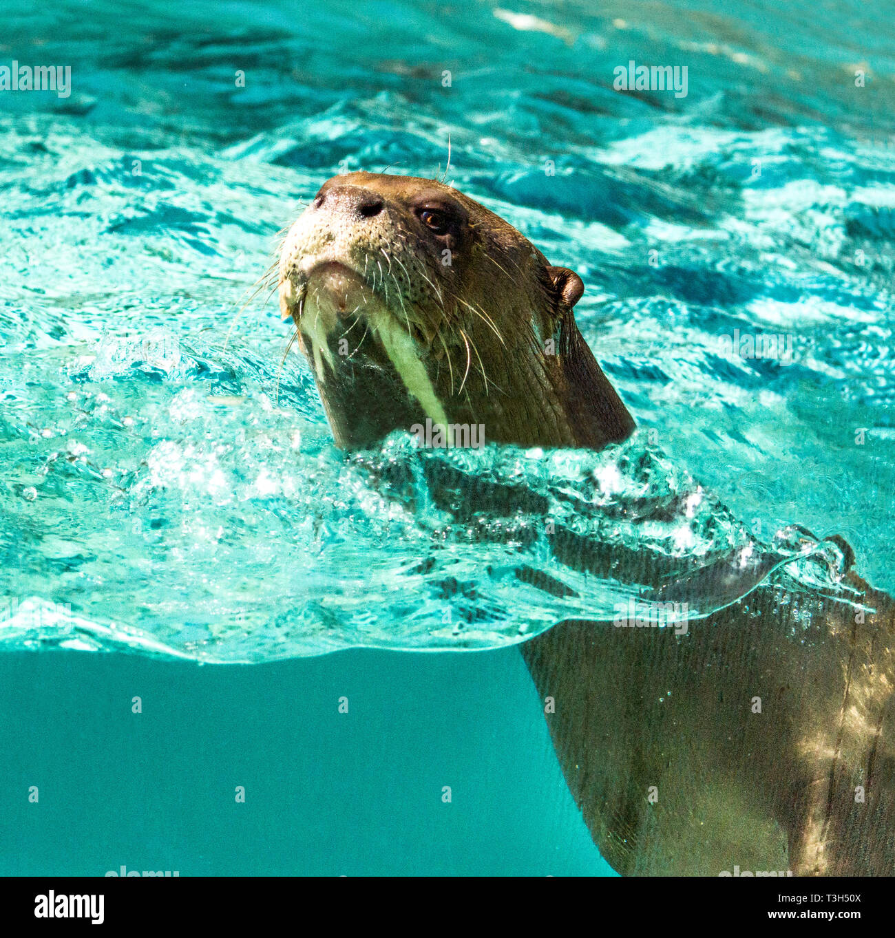 Pictures of jungle animals hi-res stock photography and images - Alamy