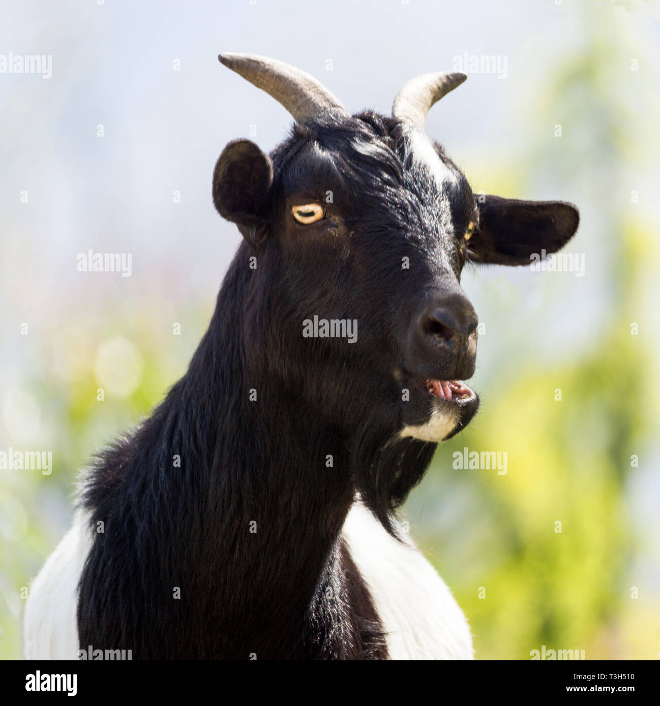 Goat play area hi-res stock photography and images - Alamy